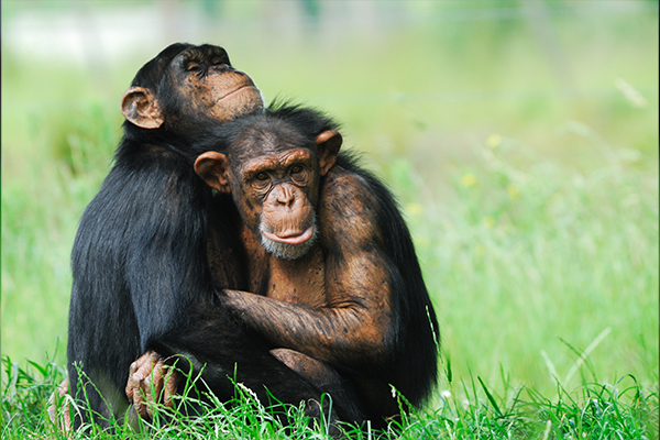 Total Lifetime Care Chimps - American Anti-Vivisection Society