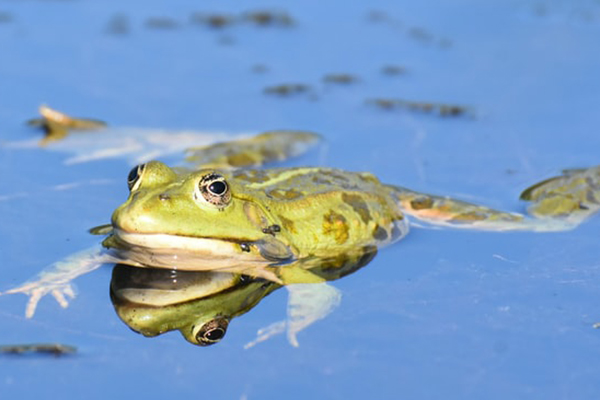 Student Choice Laws - American Anti-Vivisection Society