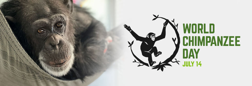 For the love of chimpanzees - American Anti-Vivisection Society