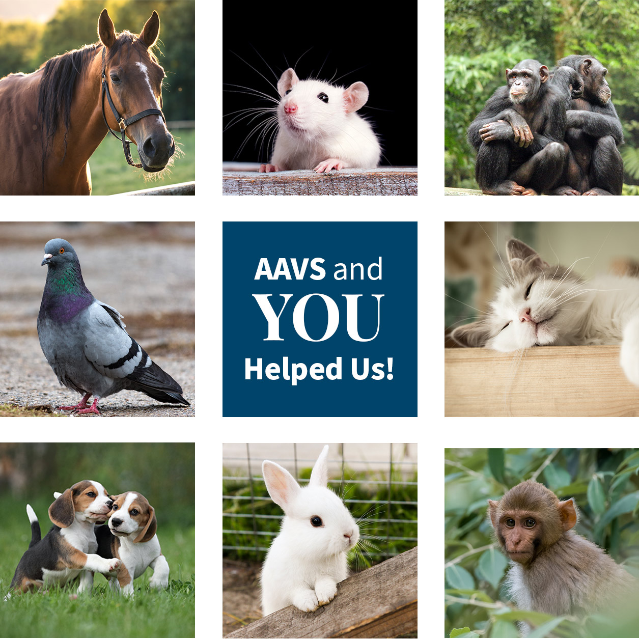 We Do It For Them - American Anti-Vivisection Society