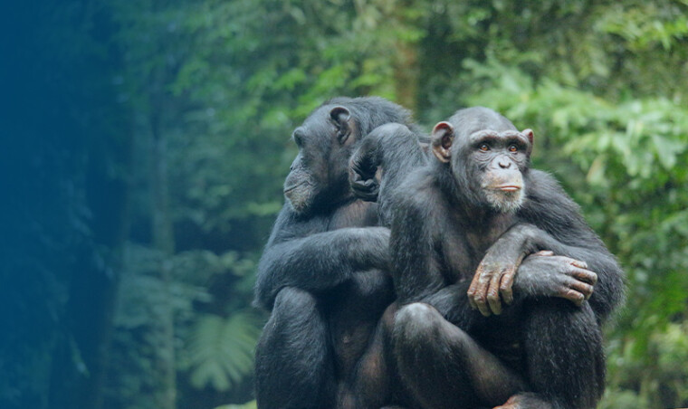 Home - American Anti-Vivisection Society