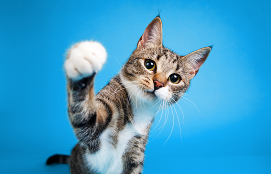 Last chance to double your gift! - American Anti-Vivisection Society